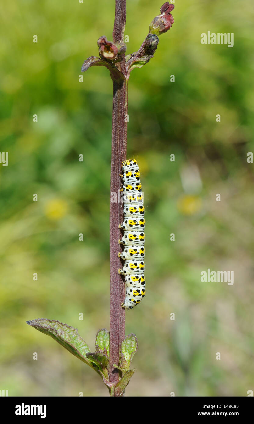 Schwarze raupe mit gelben flecken -Fotos und -Bildmaterial in hoher ...