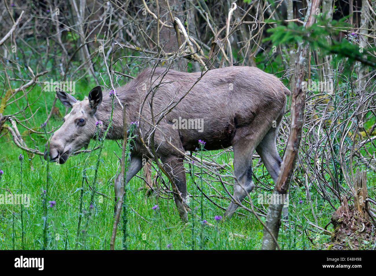 Deutschland, Bayern, Bayerischer Wald NP, weibliche Elch, Alces alces ...