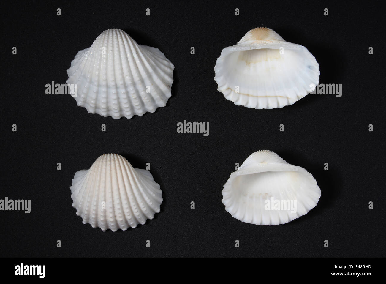Ark shell -Fotos und -Bildmaterial in hoher Auflösung – Alamy