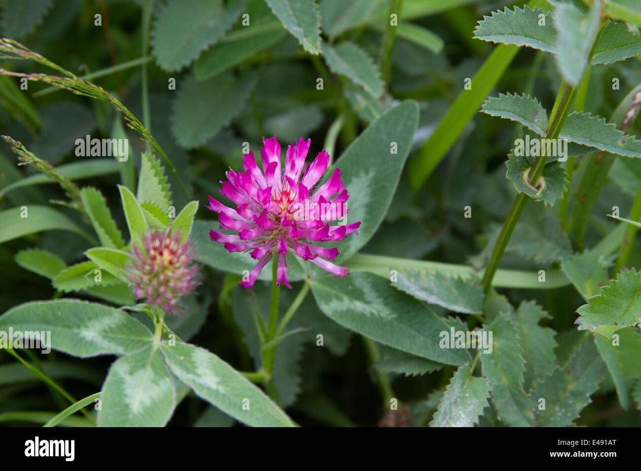 Wilde blume rot -Fotos und -Bildmaterial in hoher Auflösung – Alamy