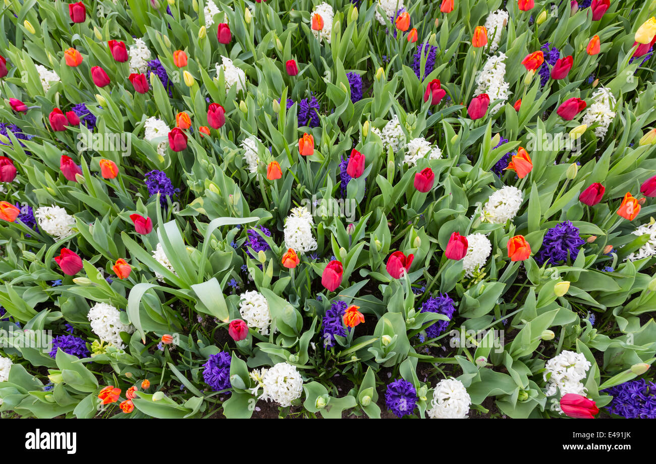 Auffallende blumen -Fotos und -Bildmaterial in hoher Auflösung – Alamy