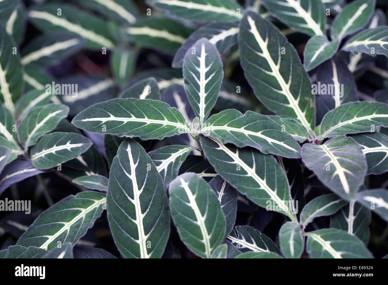 Pinnate foliage -Fotos und -Bildmaterial in hoher Auflösung – Alamy