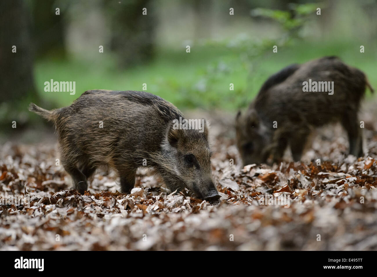 Boar piglets -Fotos und -Bildmaterial in hoher Auflösung – Alamy