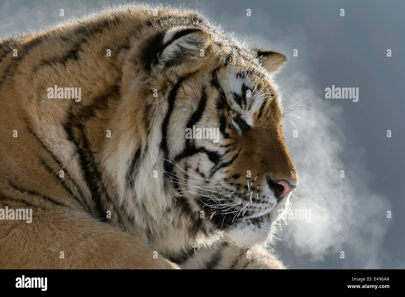 Tiger breath -Fotos und -Bildmaterial in hoher Auflösung – Alamy