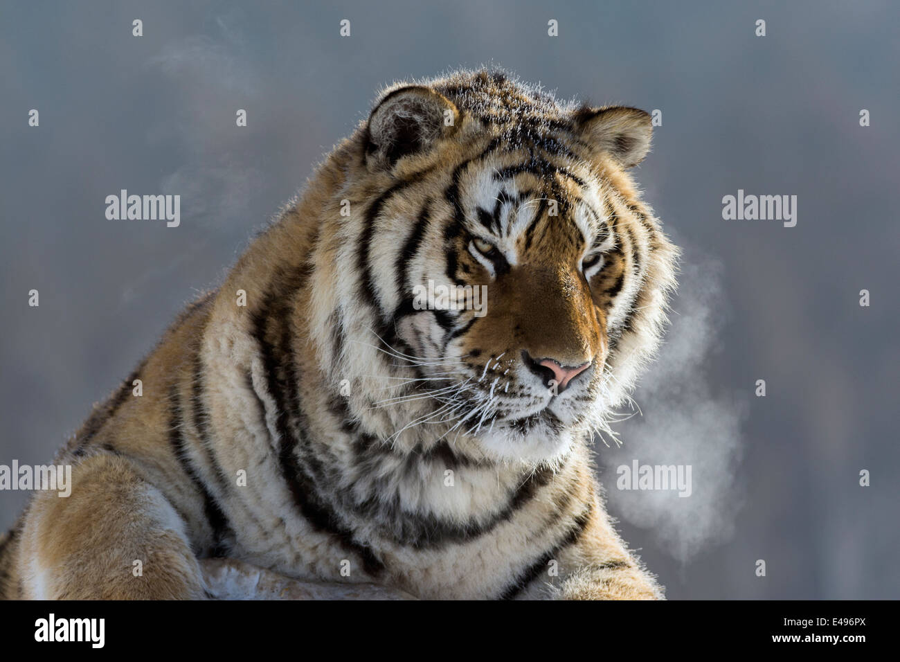 Tiger Breath Stockfotos und -bilder Kaufen - Alamy