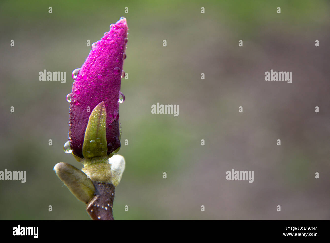 Magnolien knospe -Fotos und -Bildmaterial in hoher Auflösung – Alamy