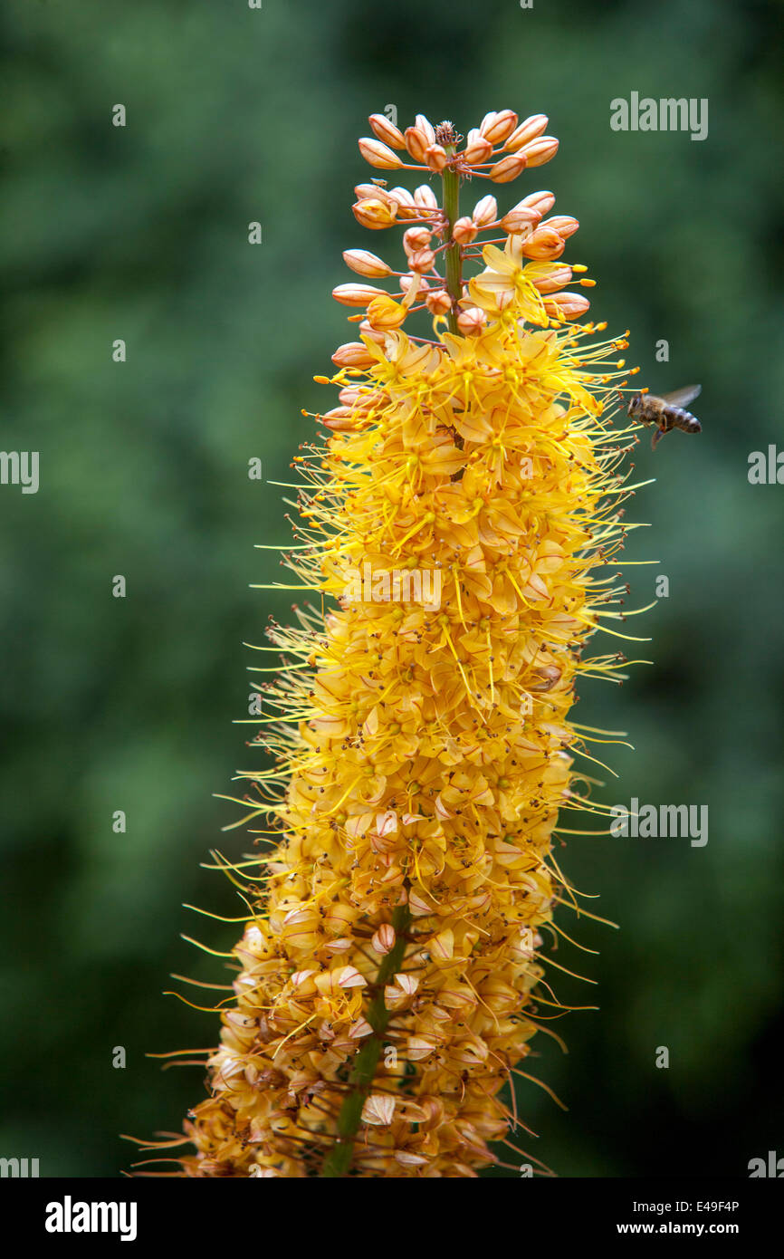 Eremurus x isabellinus cleopatra -Fotos und -Bildmaterial in hoher ...