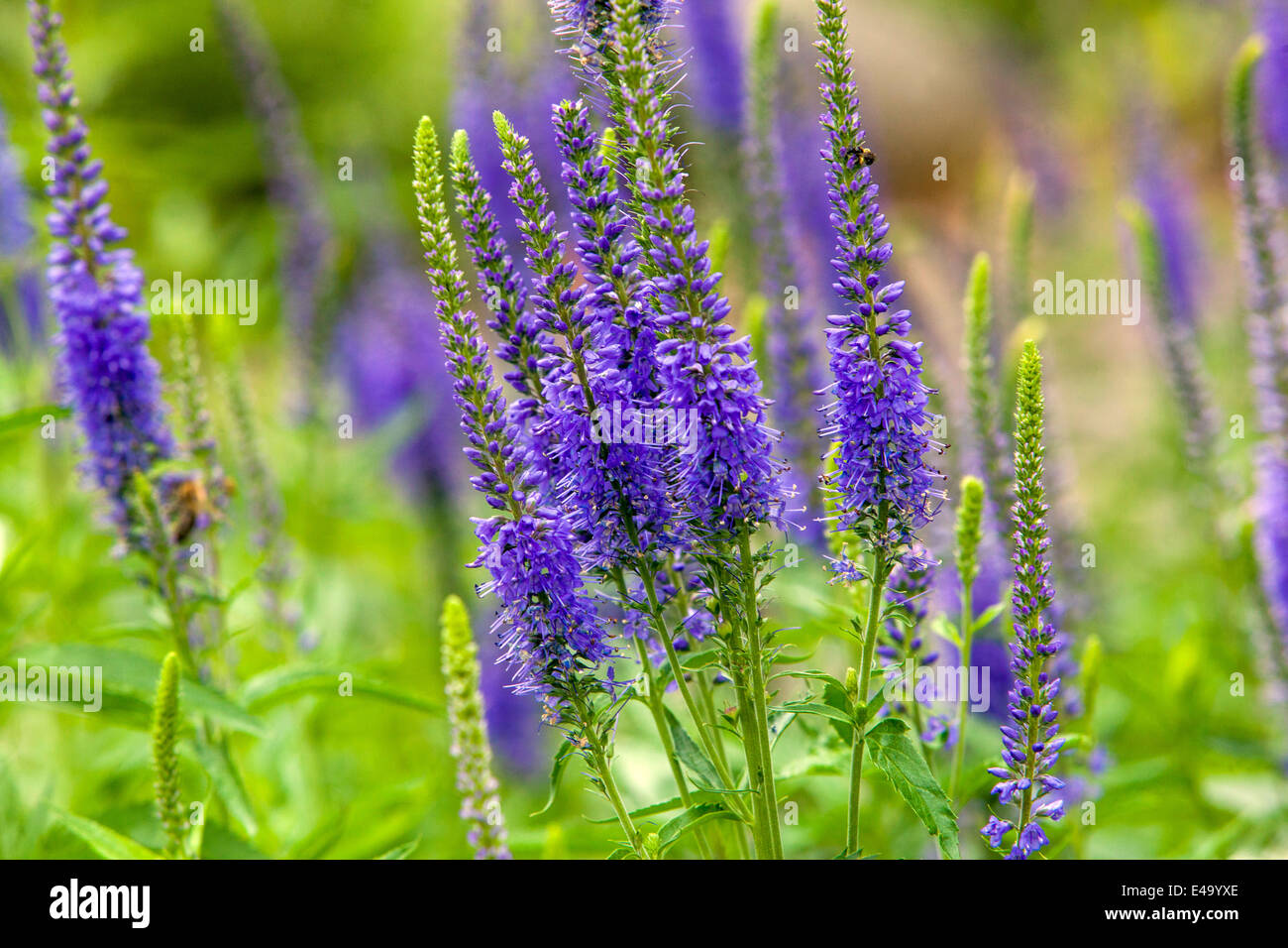 Veronica Longifolia Stockfotos und -bilder Kaufen - Alamy