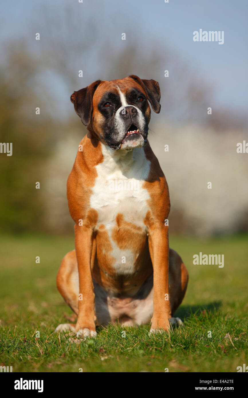 Deutsch boxer -Fotos und -Bildmaterial in hoher Auflösung – Alamy