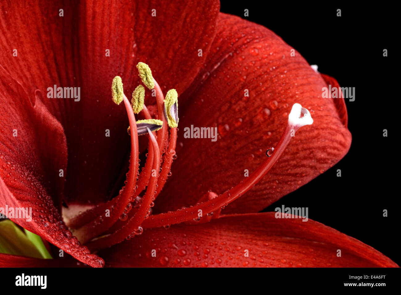 Rote amaryllis -Fotos und -Bildmaterial in hoher Auflösung – Alamy