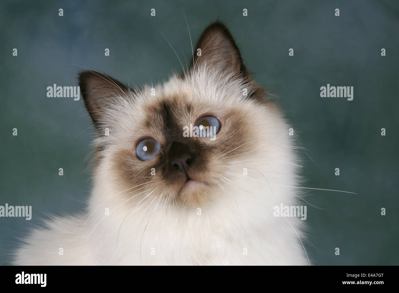 Sacred birman -Fotos und -Bildmaterial in hoher Auflösung – Alamy