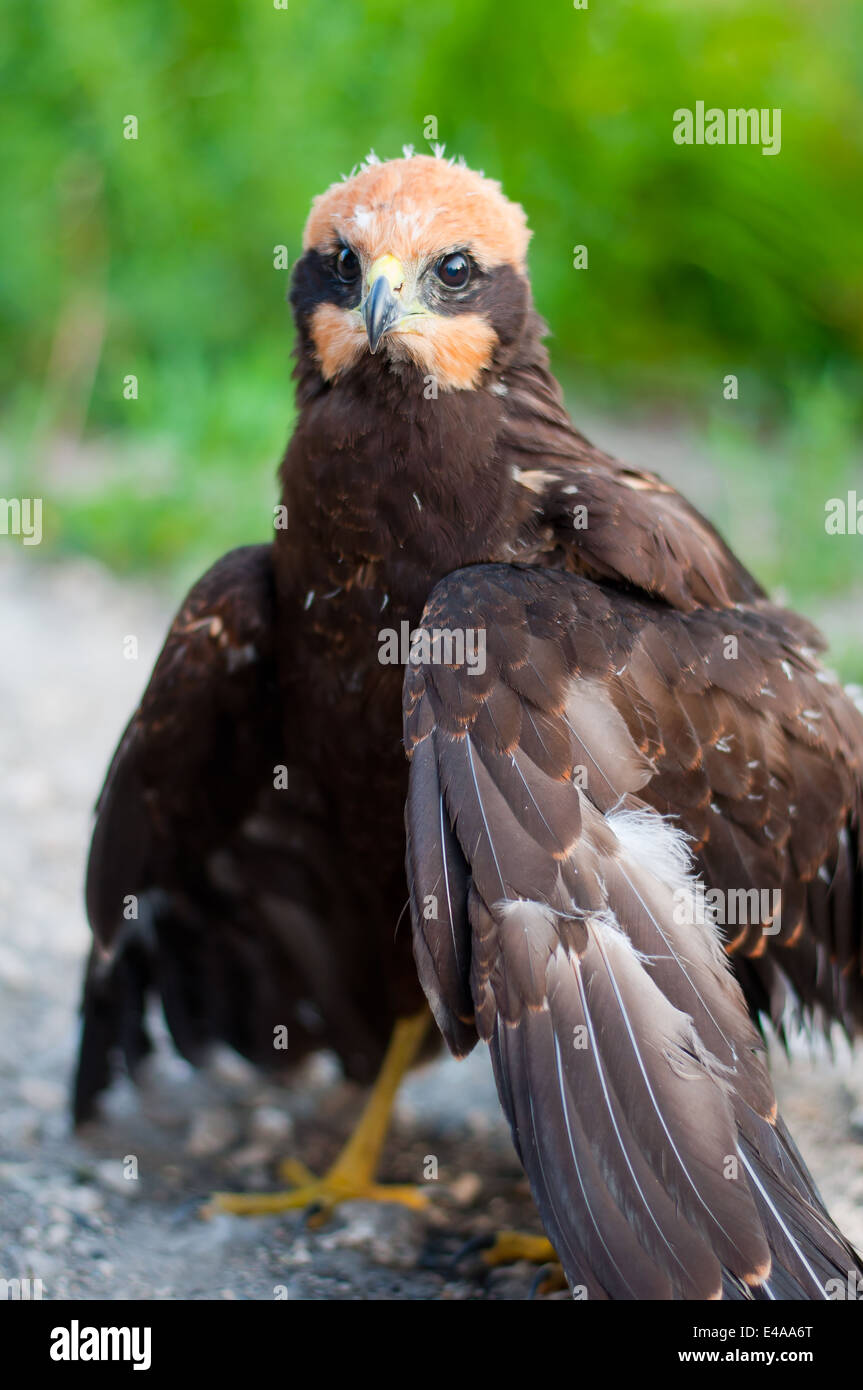 Stift und braun -Fotos und -Bildmaterial in hoher Auflösung – Alamy