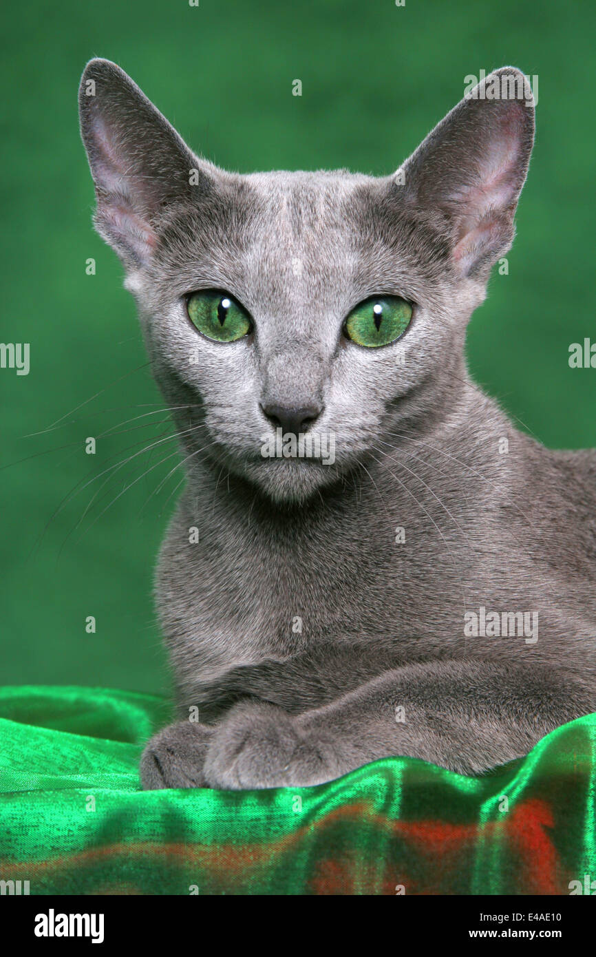 Russische blaue katze -Fotos und -Bildmaterial in hoher Auflösung – Alamy