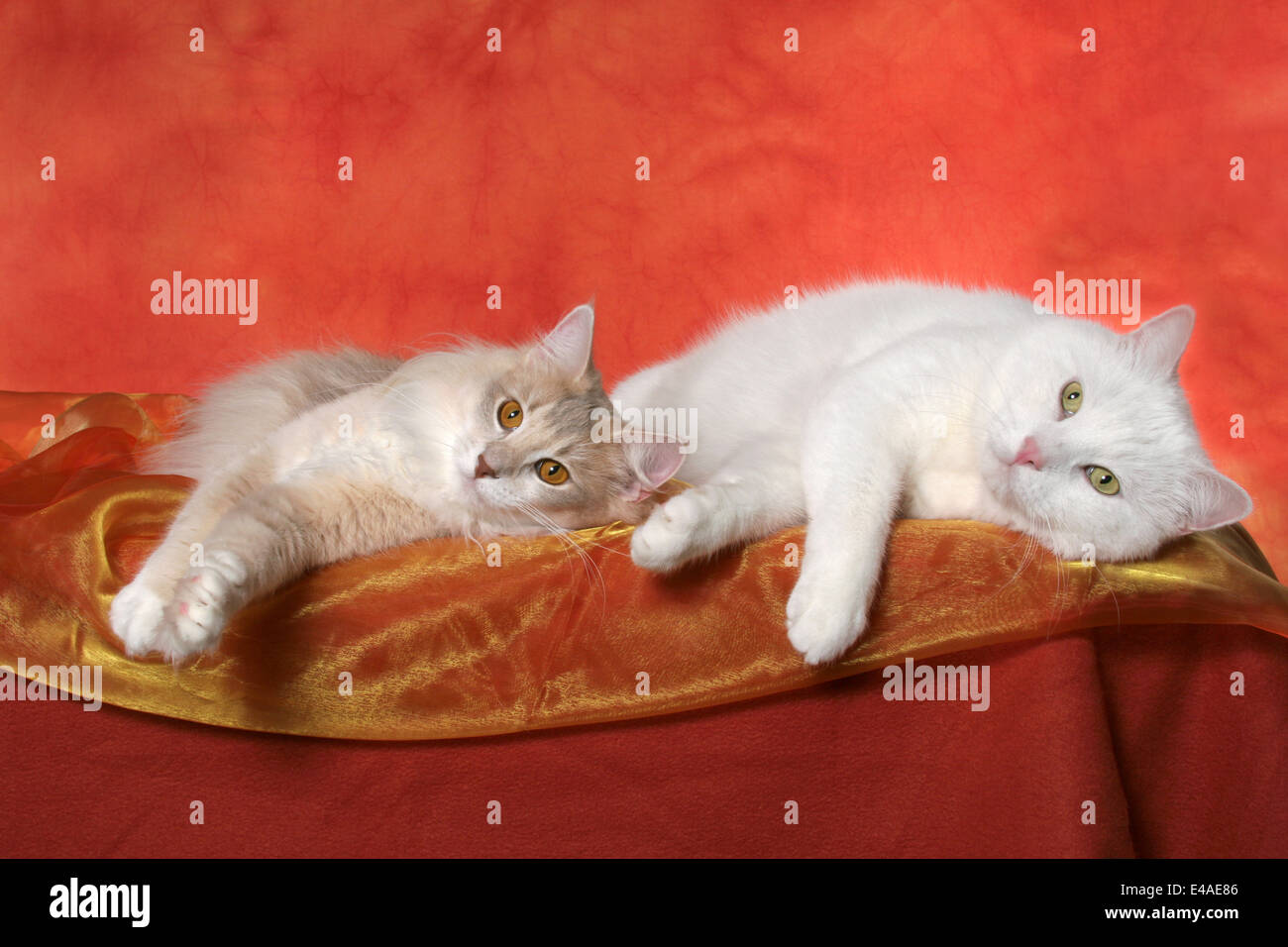 Zwei liegende katzen -Fotos und -Bildmaterial in hoher Auflösung – Alamy