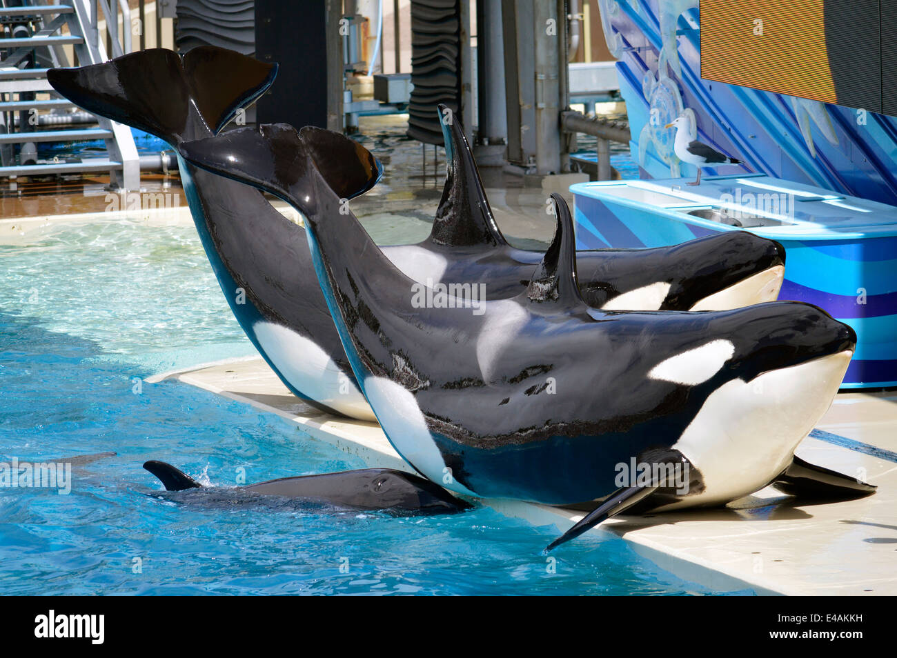 Orca show -Fotos und -Bildmaterial in hoher Auflösung – Alamy