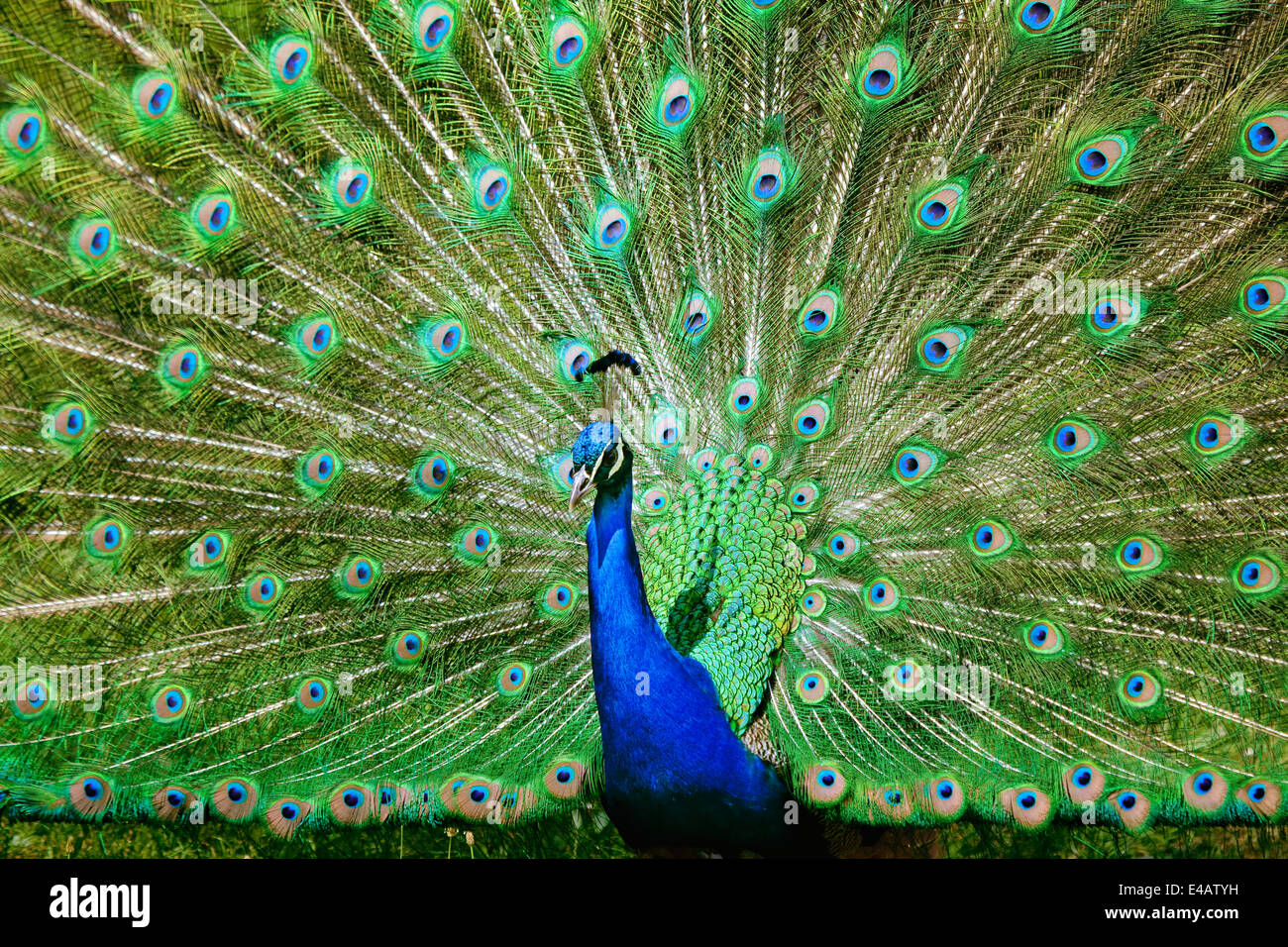schöne Pfau courtshiping Stockfotografie - Alamy