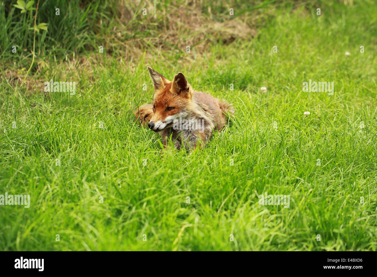 Rotfuchs sitzen auf dem Rasen Stockfotografie - Alamy