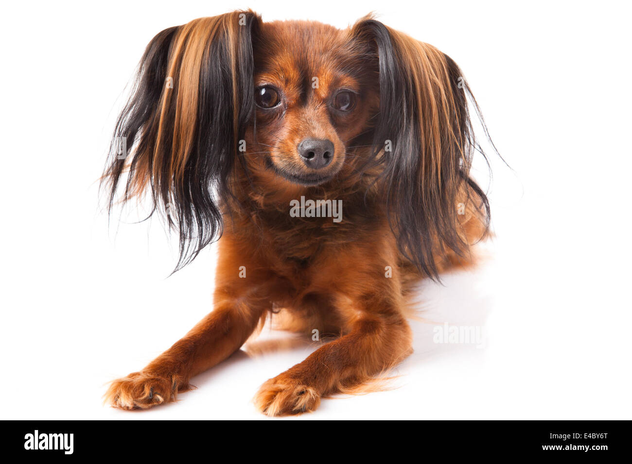Russkiy Toy Terrier Hund Stockfotografie - Alamy