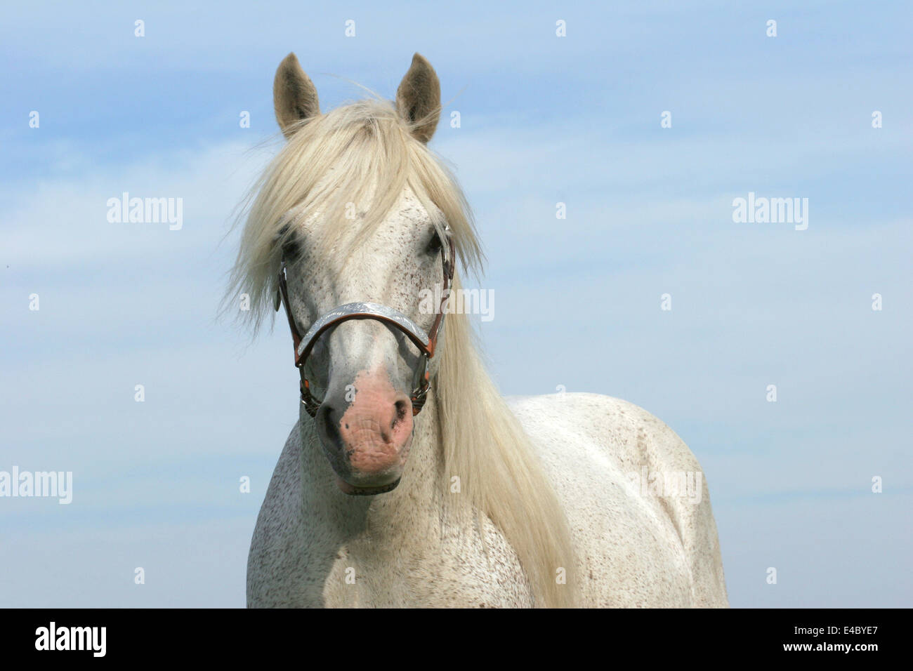 White horse head -Fotos und -Bildmaterial in hoher Auflösung – Alamy