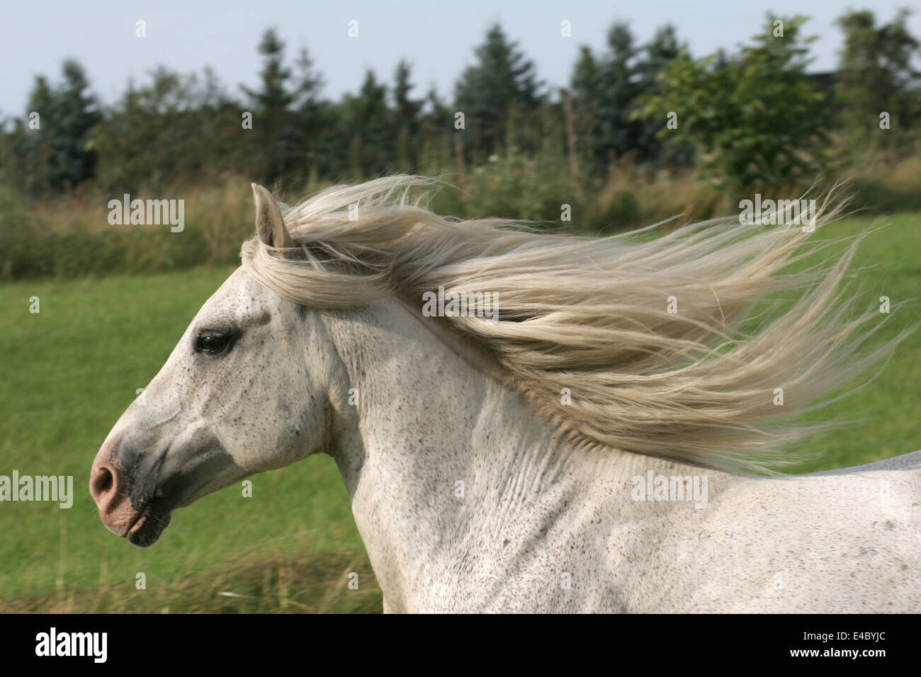 Galoppieren weißes pferd portrait -Fotos und -Bildmaterial in hoher ...