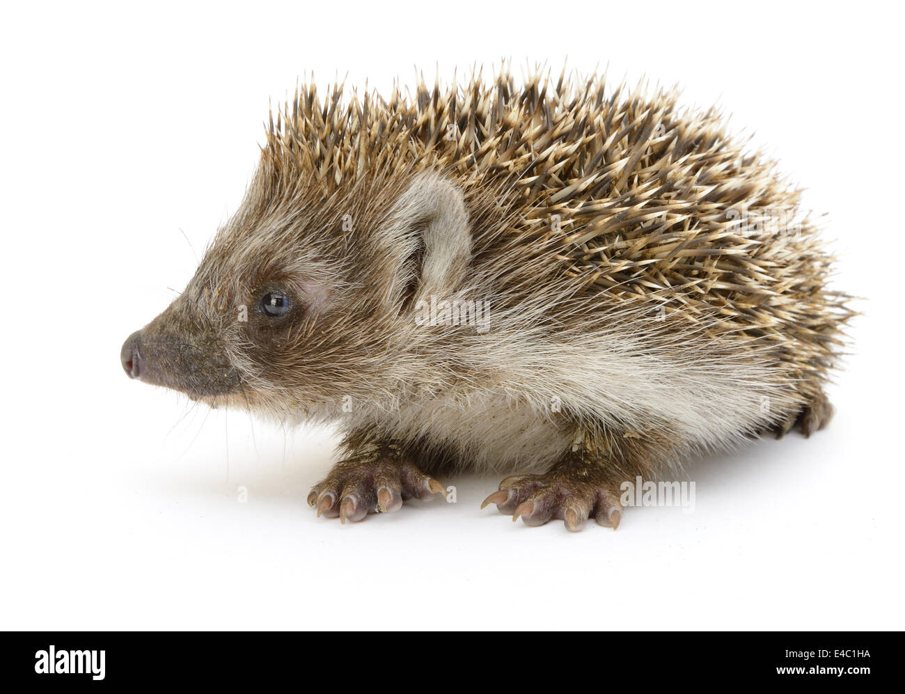 Baby igel -Fotos und -Bildmaterial in hoher Auflösung – Alamy