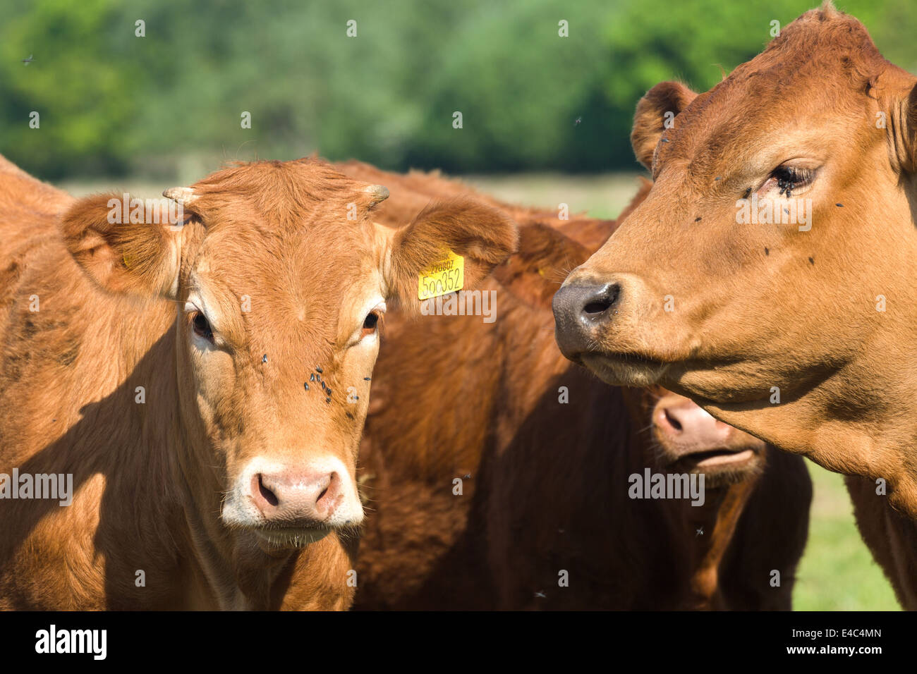 Limousin rinderrasse -Fotos und -Bildmaterial in hoher Auflösung – Alamy