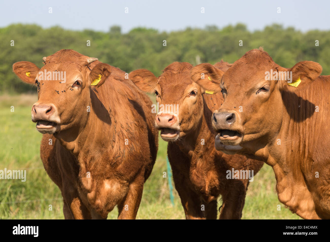 Limousin rinder -Fotos und -Bildmaterial in hoher Auflösung – Alamy