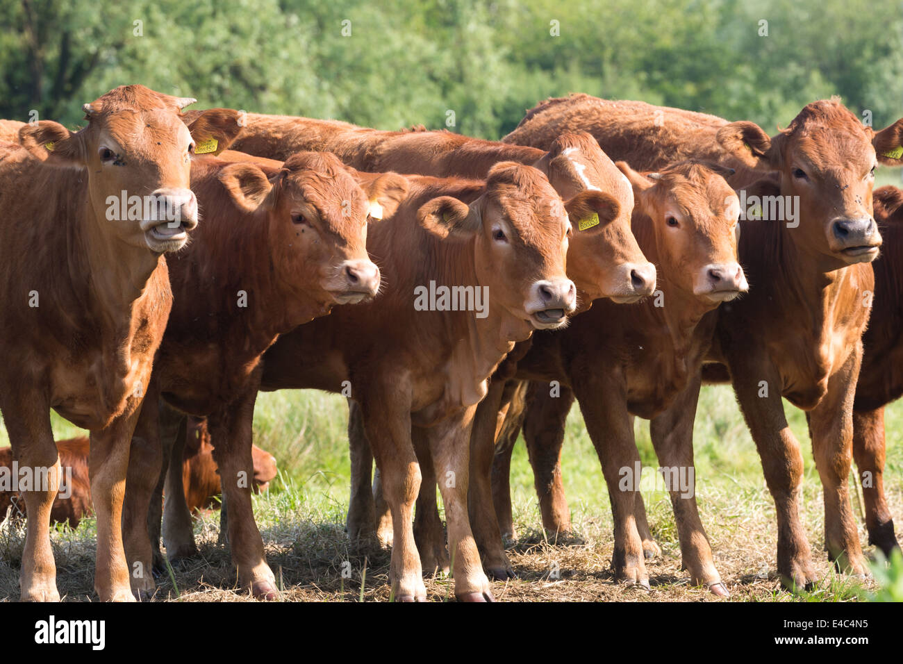 Limousin rinder -Fotos und -Bildmaterial in hoher Auflösung – Alamy