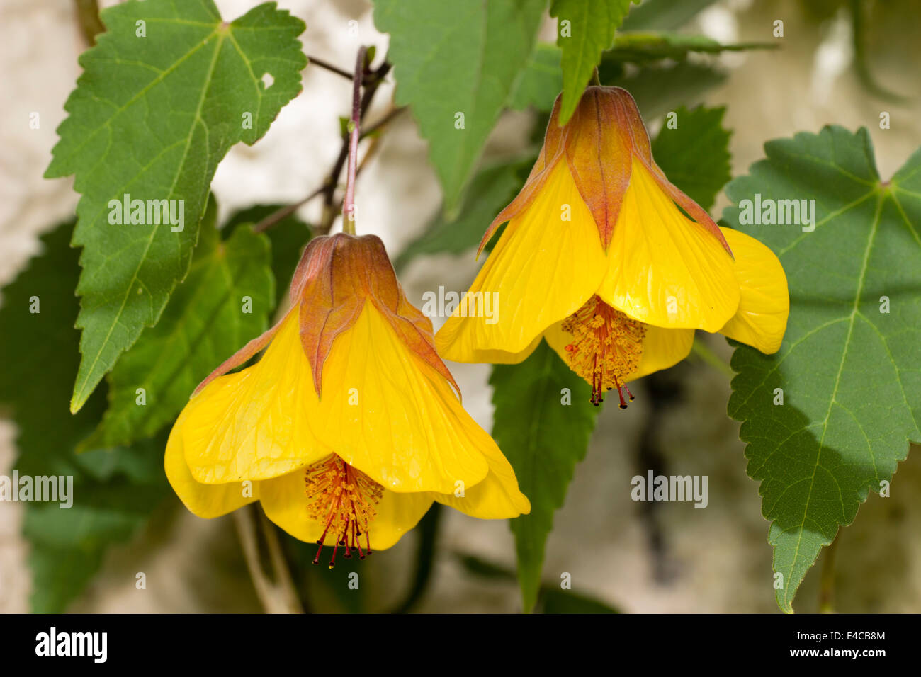 Blumen von lax Wand Strauch, Frameworks "Walzer Stockfotografie - Alamy