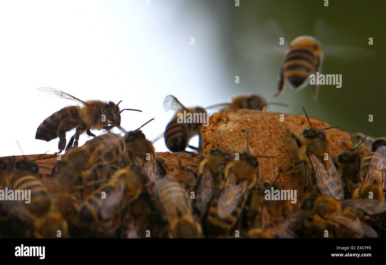 Carnica Bienen in einem Honig-Bauernhof in Kleinkemnat, Deutschland, 6 ...