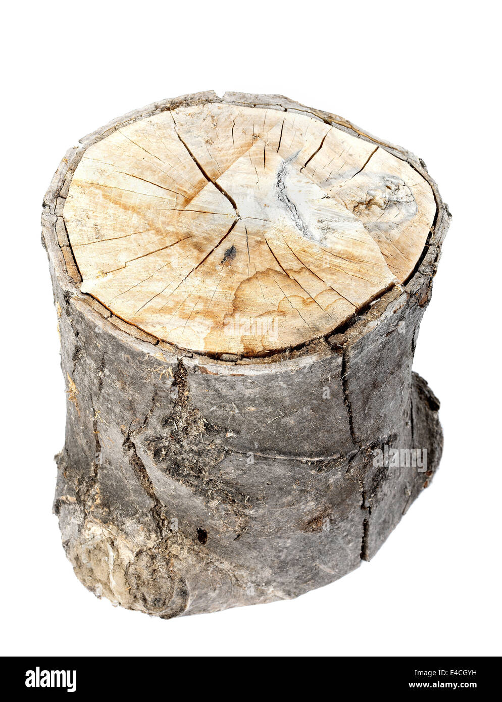 Baumstamm detail Ausgeschnittene Stockfotos und -bilder - Alamy