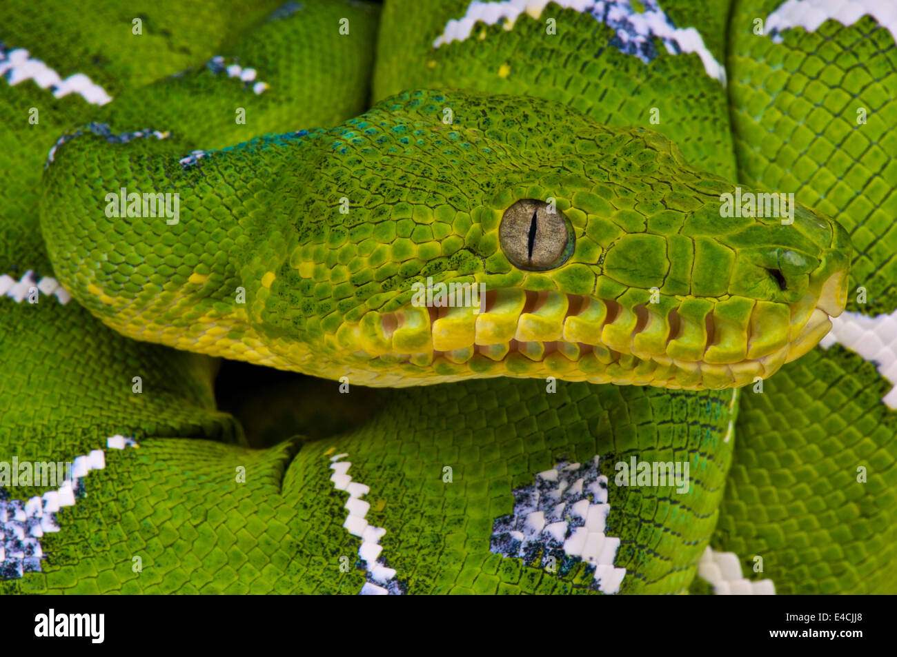 Smaragd Baum Boa / Corallus Caninus Stockfotografie - Alamy