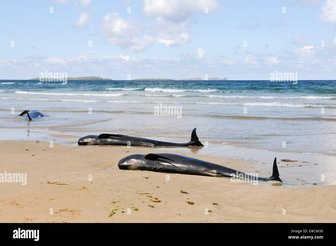 Toter wal am strand -Fotos und -Bildmaterial in hoher Auflösung - Seite 3 - Alamy