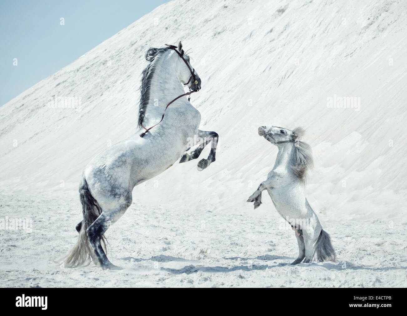 Springende pferde -Fotos und -Bildmaterial in hoher Auflösung – Alamy