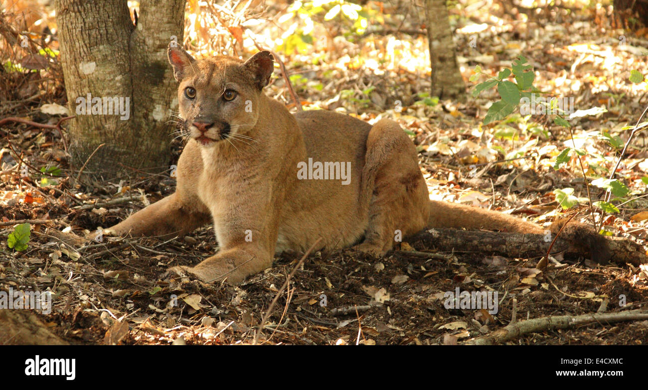 Wilder puma -Fotos und -Bildmaterial in hoher Auflösung – Alamy