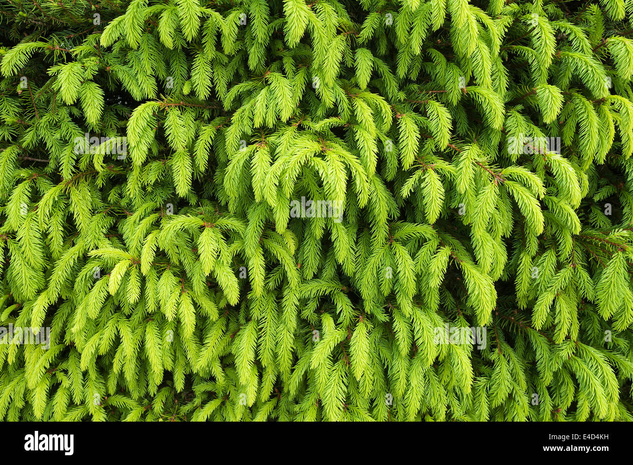 Junge Triebe von einer Fichte (Picea Abies), Bayern, Deutschland ...