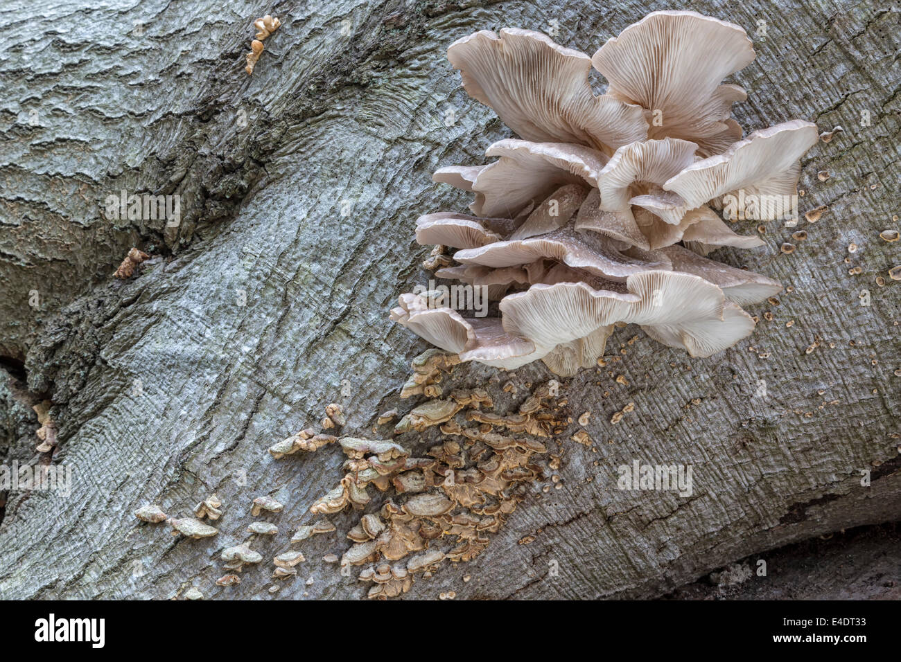 Pleurotus arten -Fotos und -Bildmaterial in hoher Auflösung – Alamy
