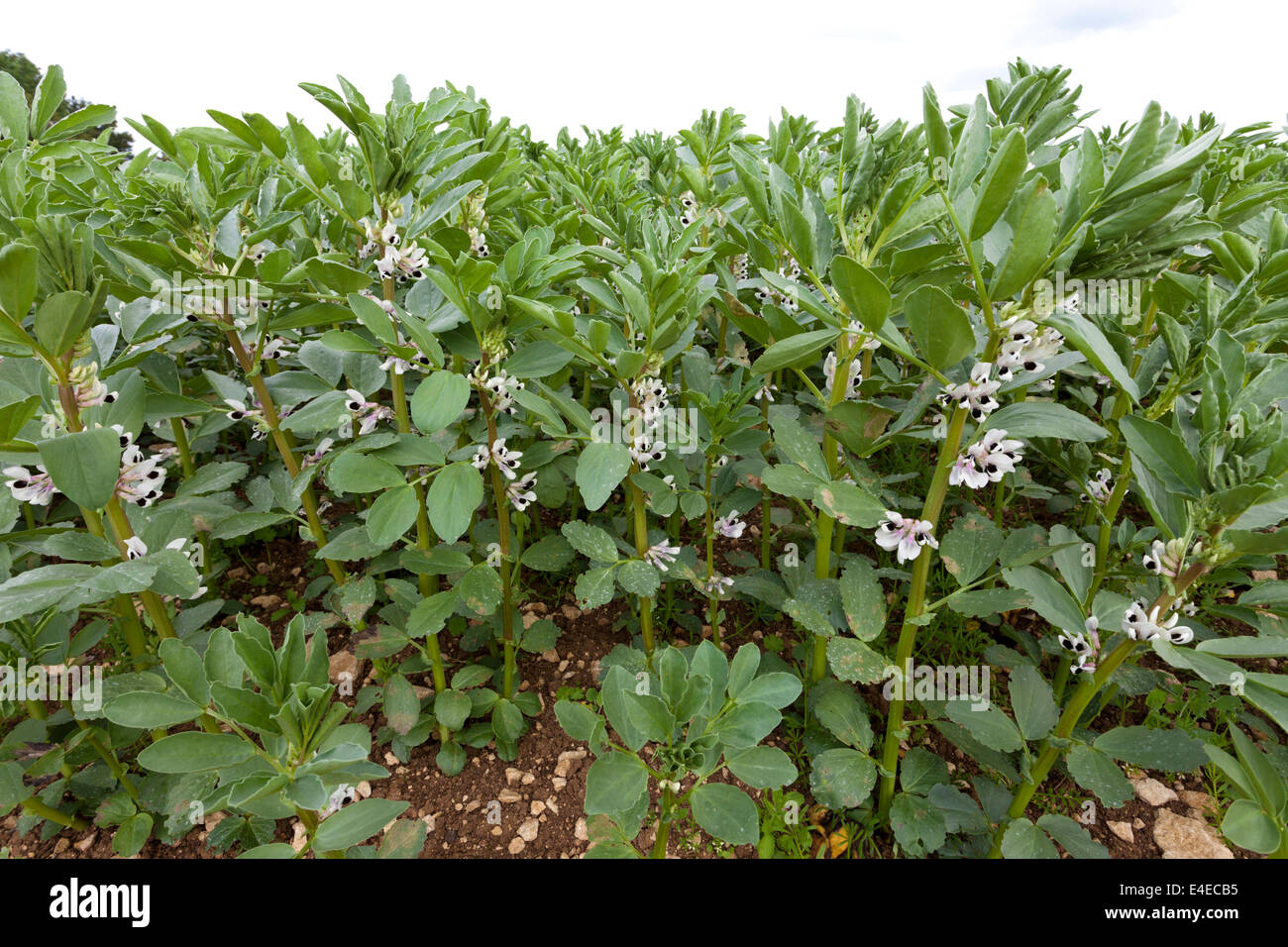 Field beans -Fotos und -Bildmaterial in hoher Auflösung – Alamy