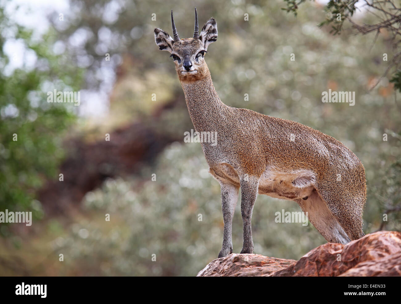 Klippspringer oreotragus oreotragus -Fotos und -Bildmaterial in hoher ...