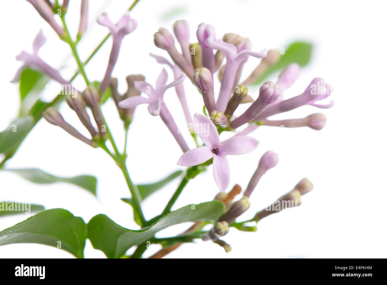 Lila flowers -Fotos und -Bildmaterial in hoher Auflösung – Alamy