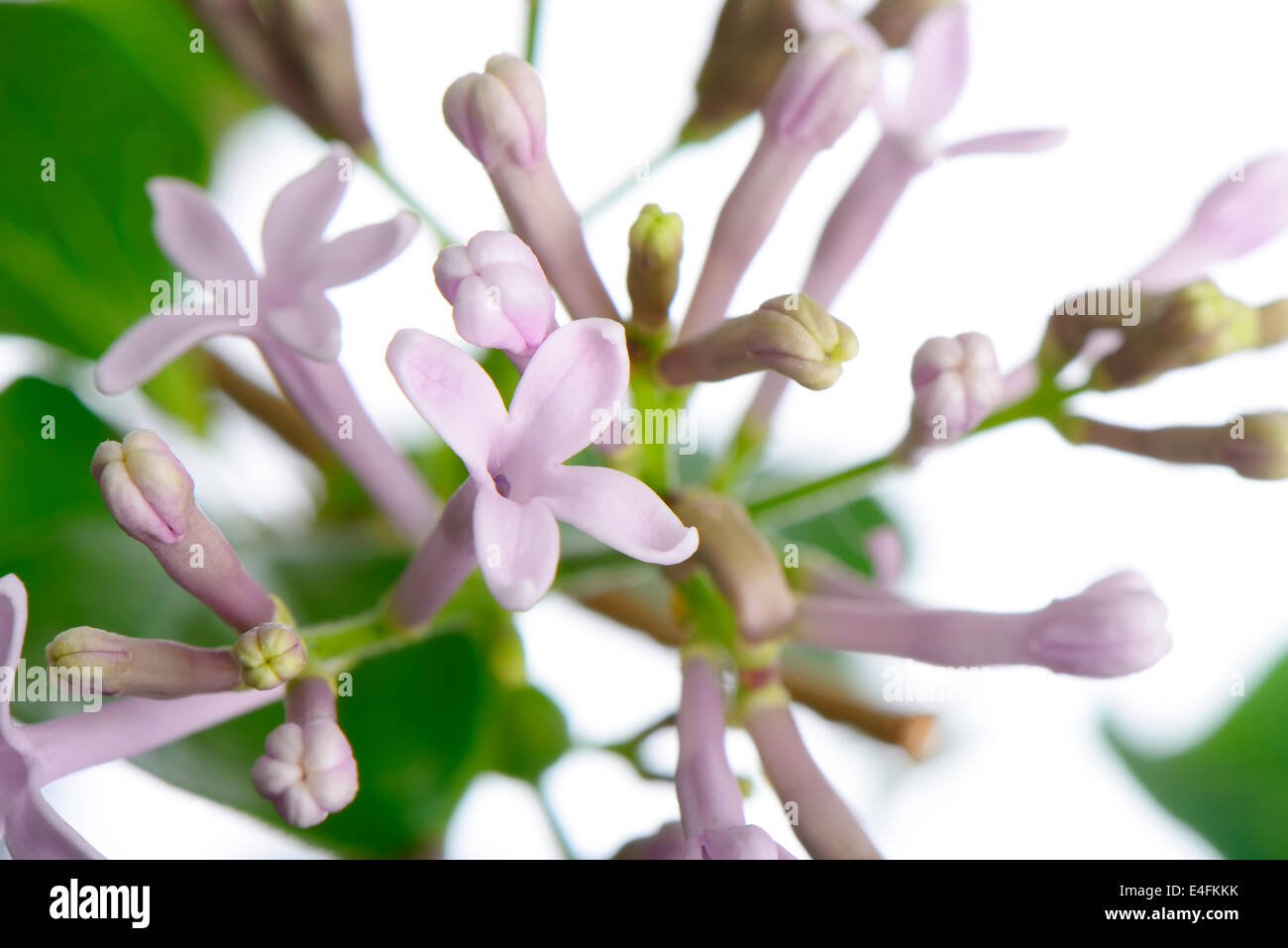 Lila und lila blüten -Fotos und -Bildmaterial in hoher Auflösung – Alamy