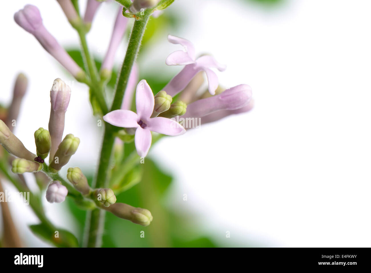 Lila blüten auf einem baum -Fotos und -Bildmaterial in hoher Auflösung ...