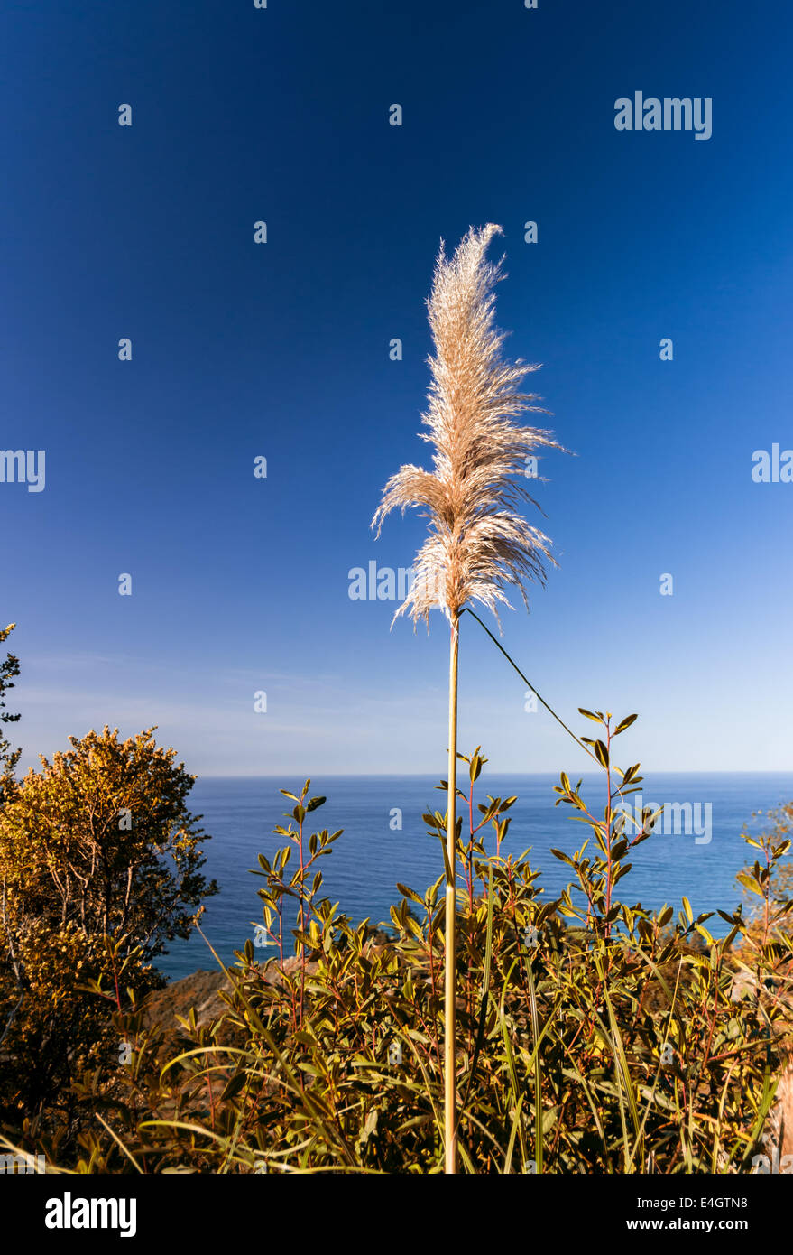 Wildes meer hafer -Fotos und -Bildmaterial in hoher Auflösung – Alamy
