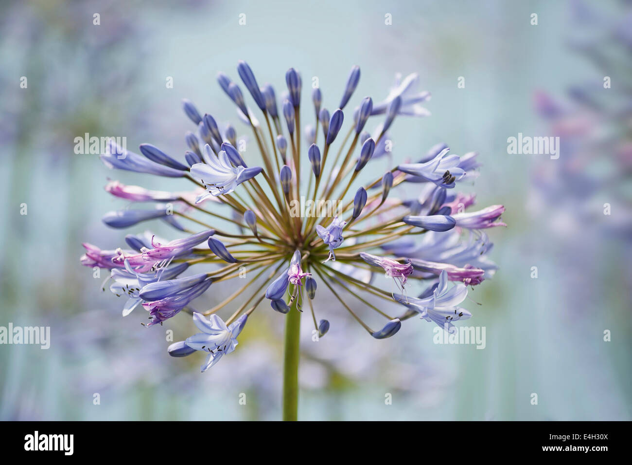 Agapanthus, Agapanthus "Blue Heaven Stockfotografie - Alamy