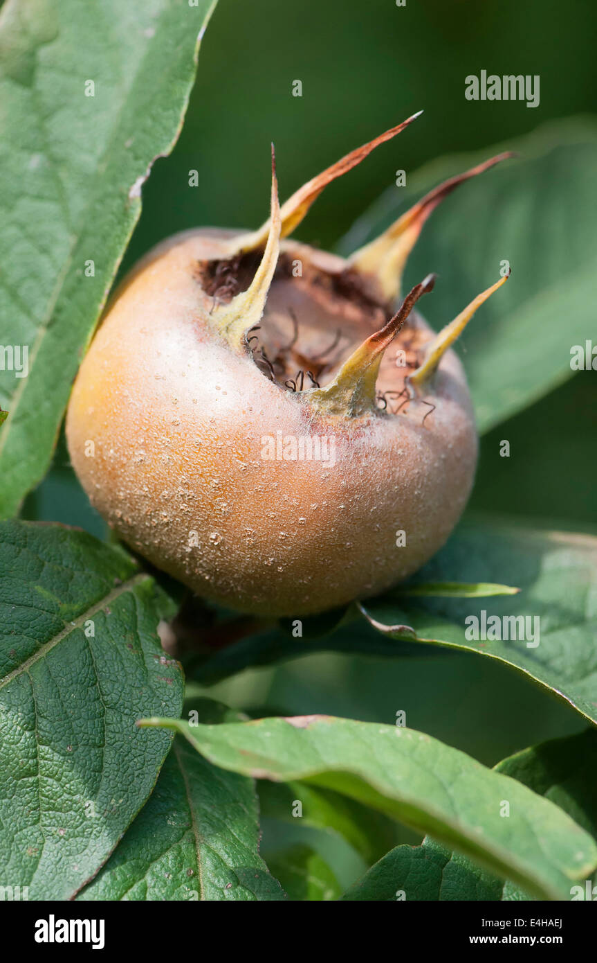 Mespilus germanica baum -Fotos und -Bildmaterial in hoher Auflösung – Alamy