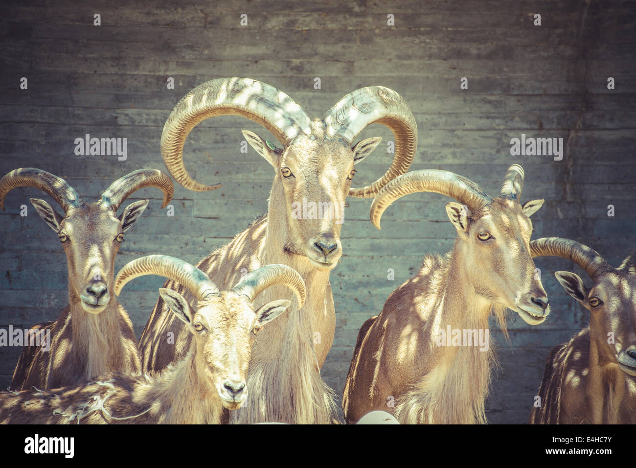 schöne Gruppe von spanischer Steinbock, typische Tier Stockfotografie ...