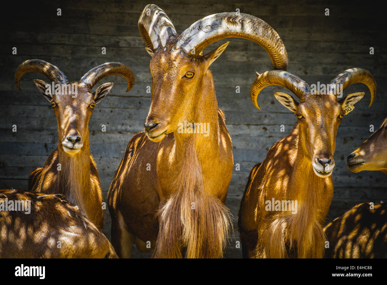 Pflanzenfresser, schöne Gruppe von spanischer Steinbock, typische Tier ...
