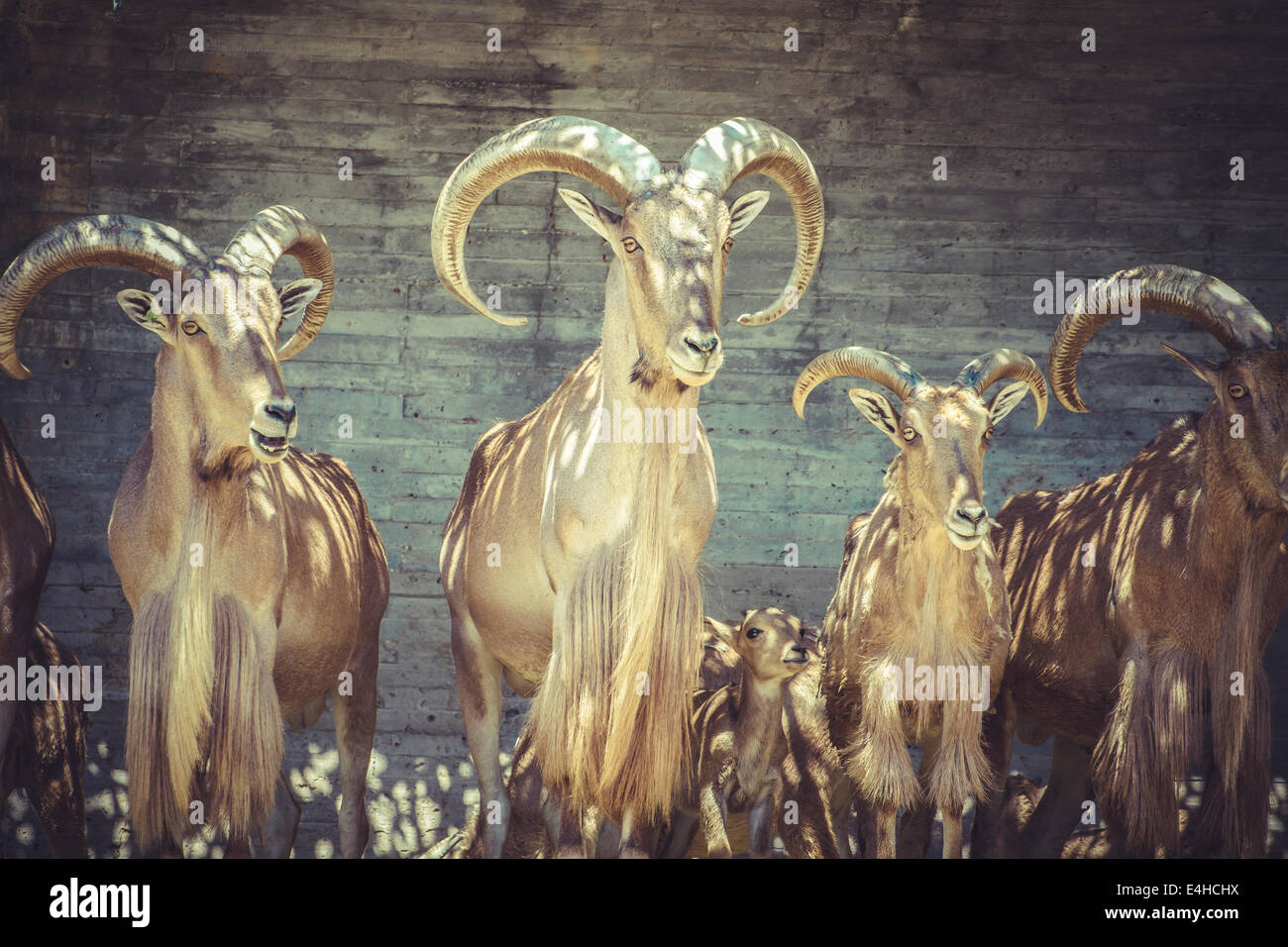 Steinbock, schöne Gruppe von spanischer Steinbock, typische Tier ...