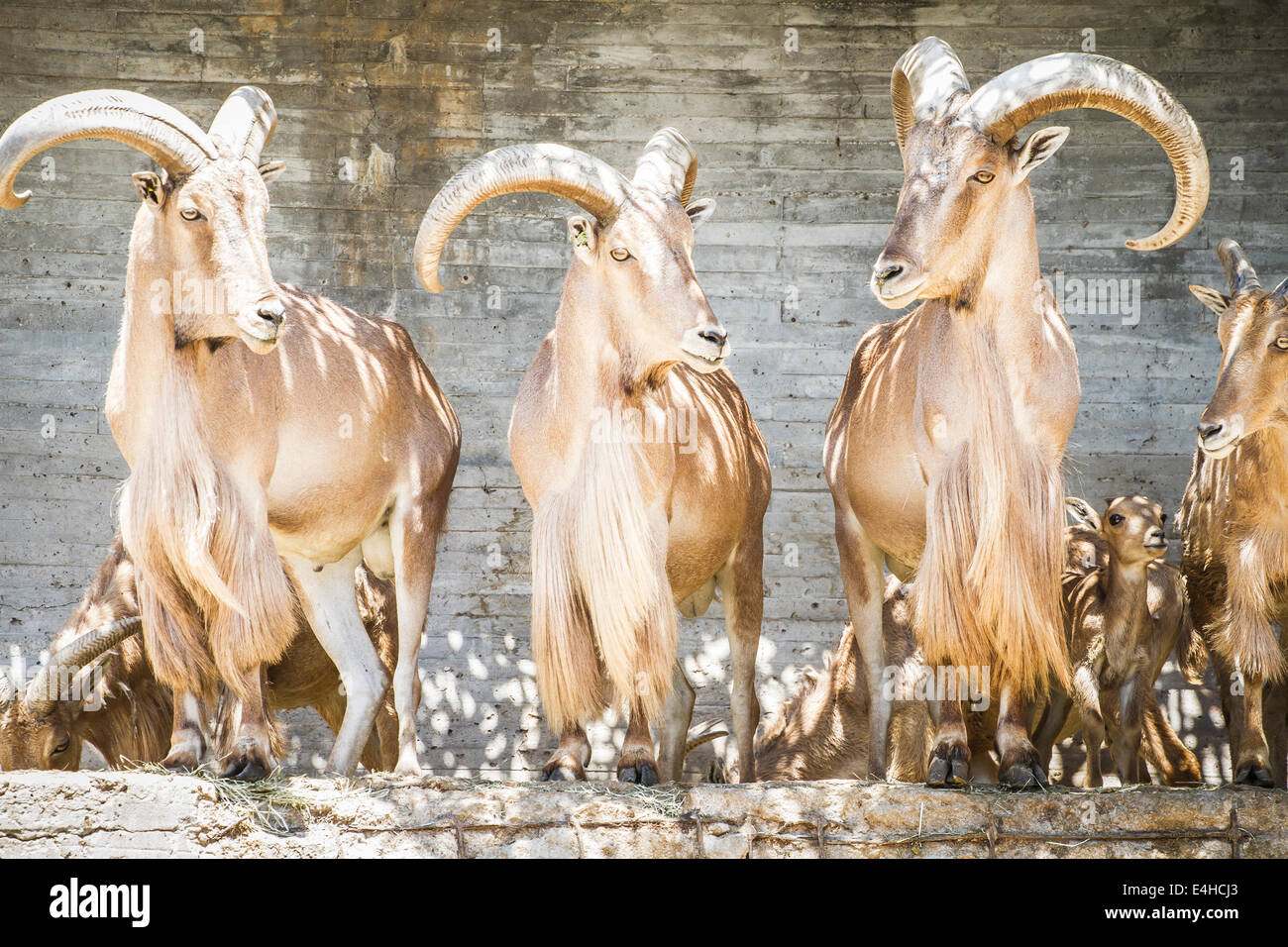 Steinbock, schöne Gruppe von spanischer Steinbock, typische Tier ...
