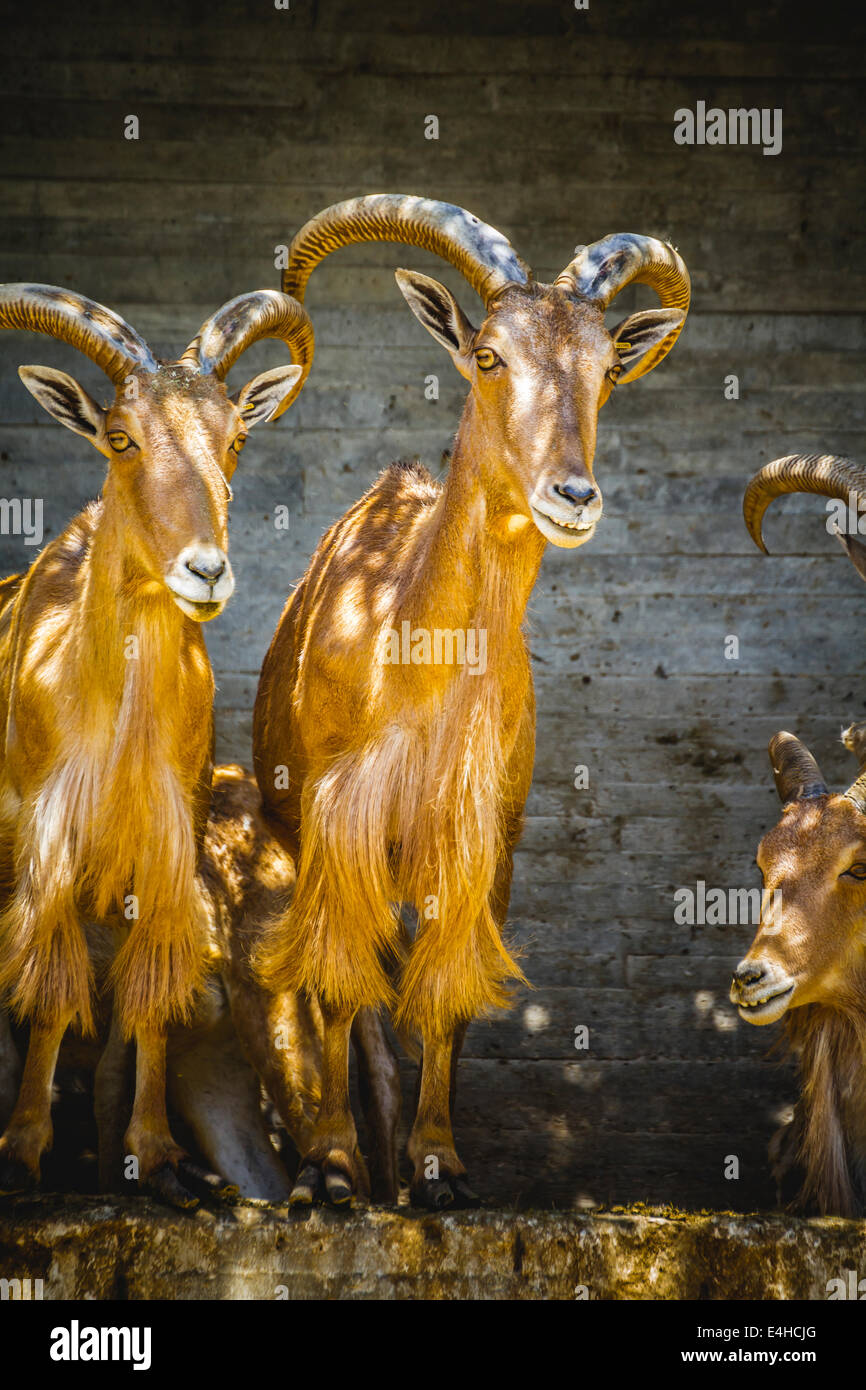 Hörner, schöne Gruppe von spanischer Steinbock, typische Tier ...